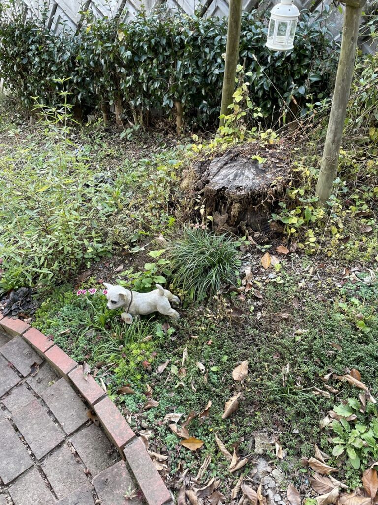 週末だけのおしゃれカフェ「cafe koti（コティ）」美作市